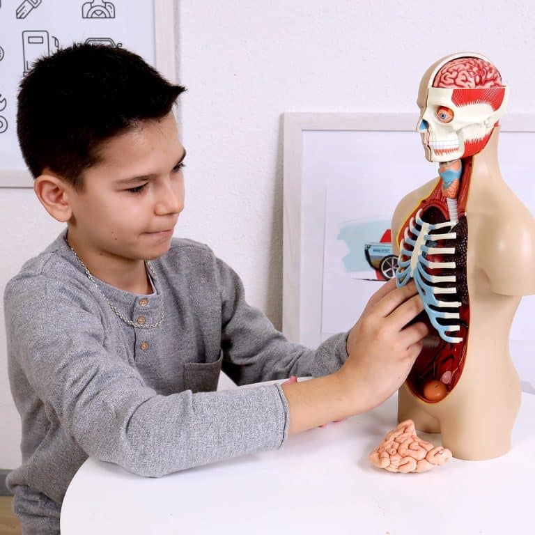 Aprende anatomía con el Torso Anatomía del Cuerpo Humano - Más Juguetes